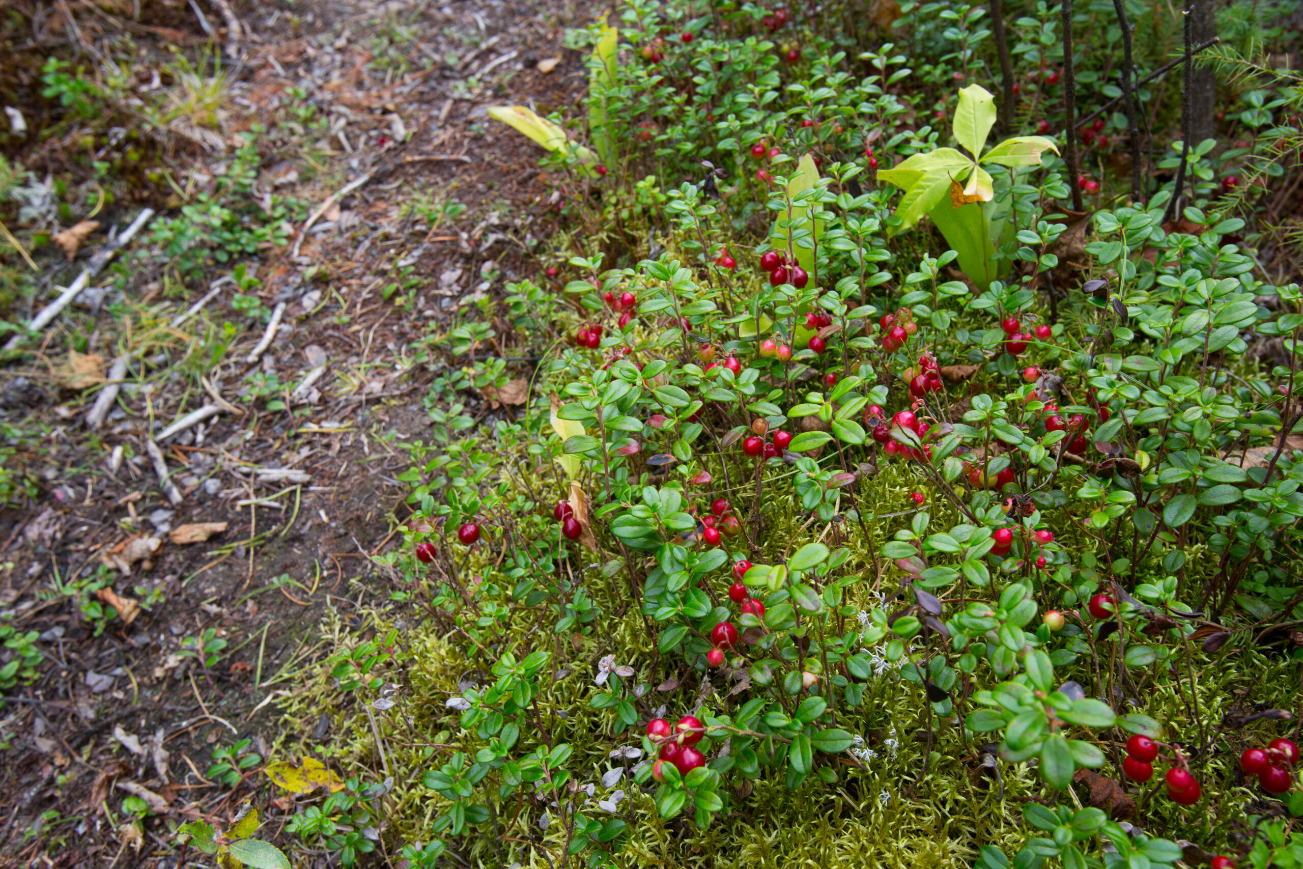 Indigenous Traditional Knowledge Archives - Pimachiowin Aki