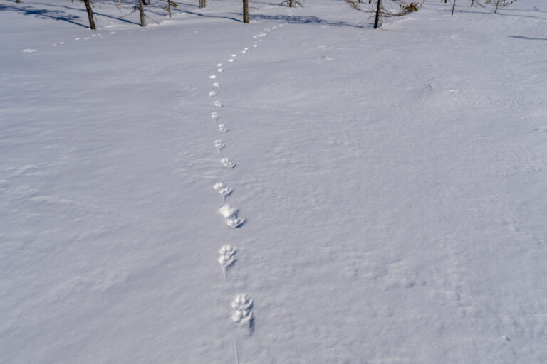 5 Animal Track Patterns to Spot This Winter - Pimachiowin Aki