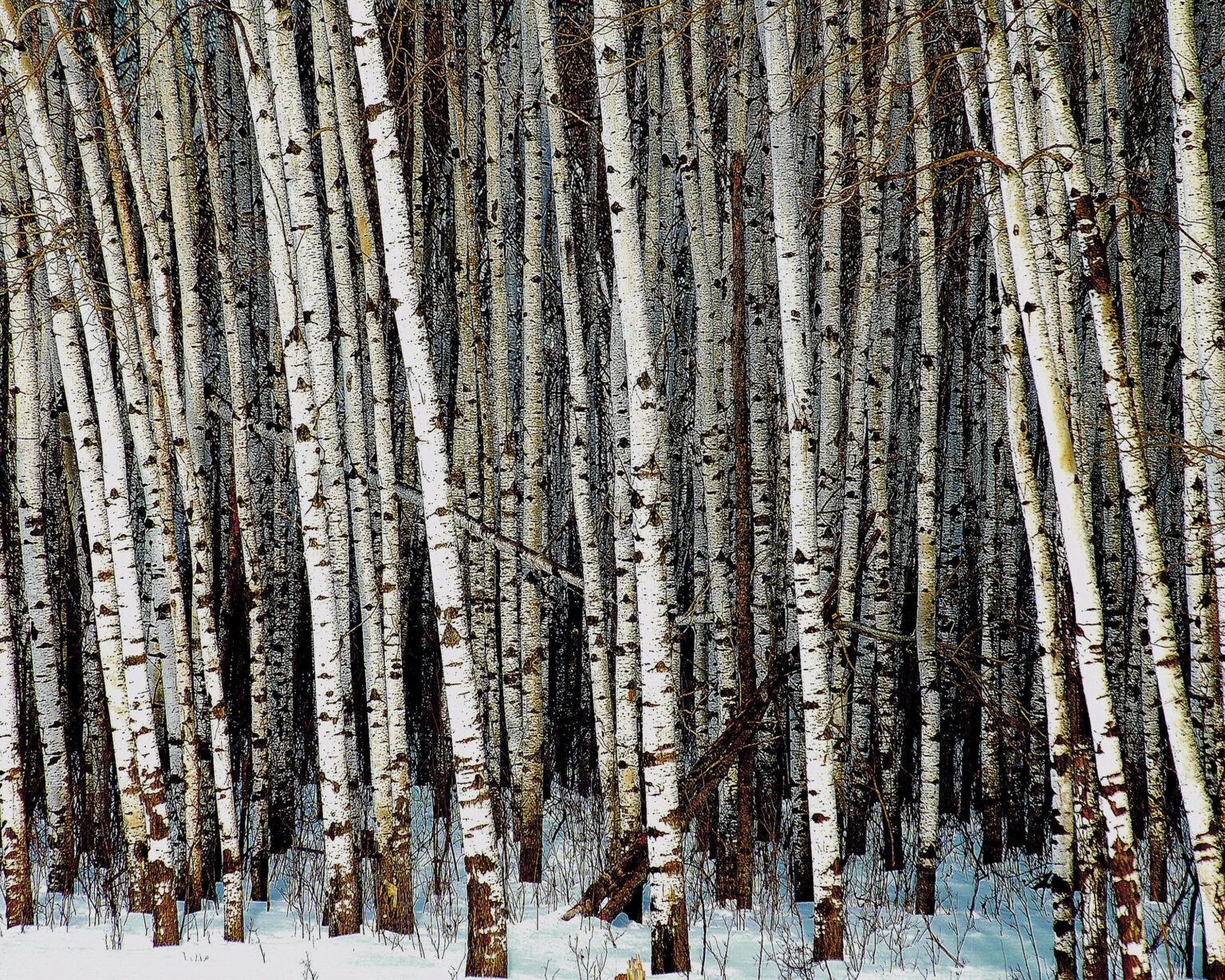 6 Boreal Trees to Identify and Respect This Summer - Pimachiowin Aki