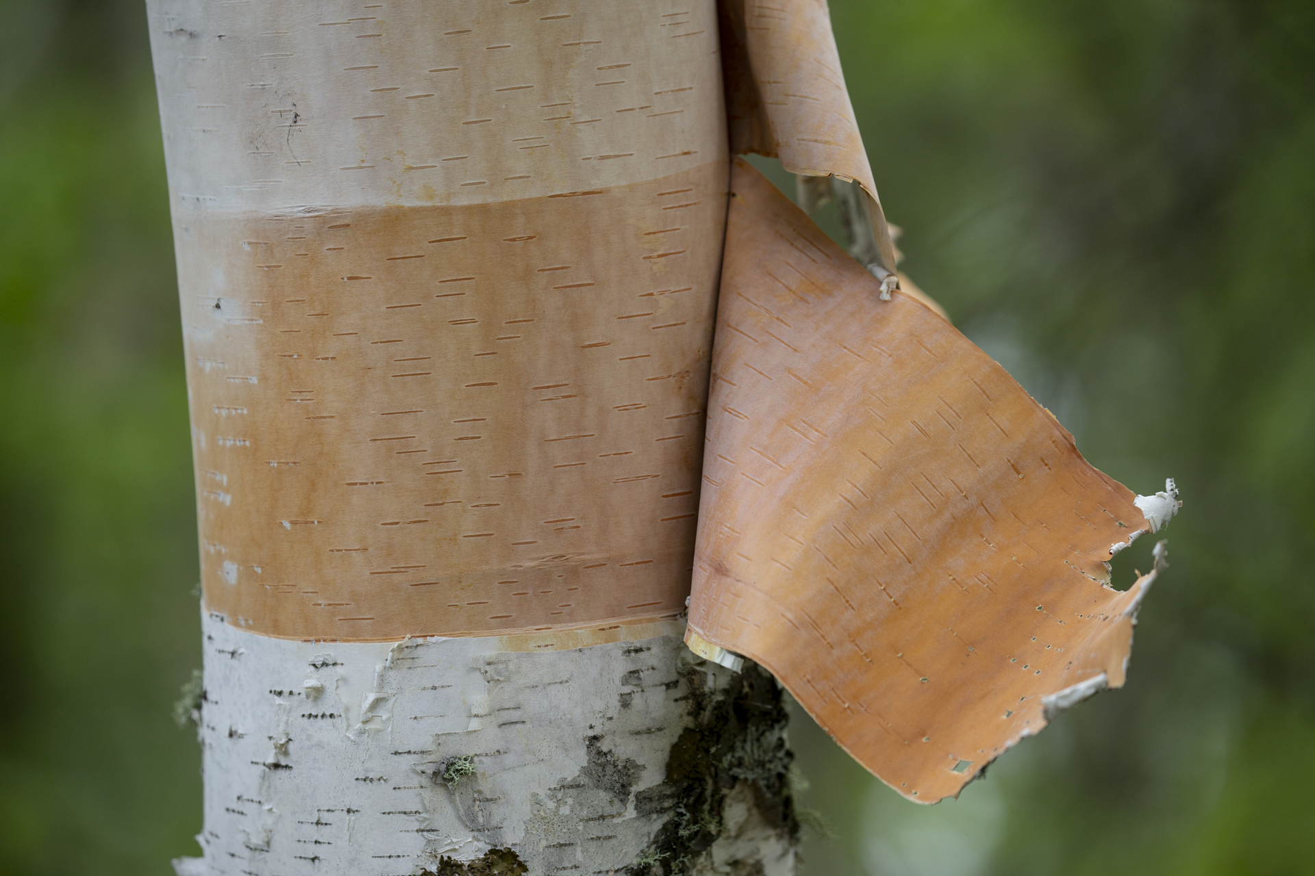 6 Boreal Trees to Identify and Respect This Summer - Pimachiowin Aki