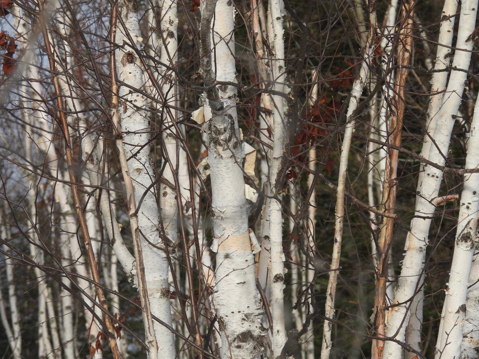6 Boreal Trees to Identify and Respect This Summer - Pimachiowin Aki
