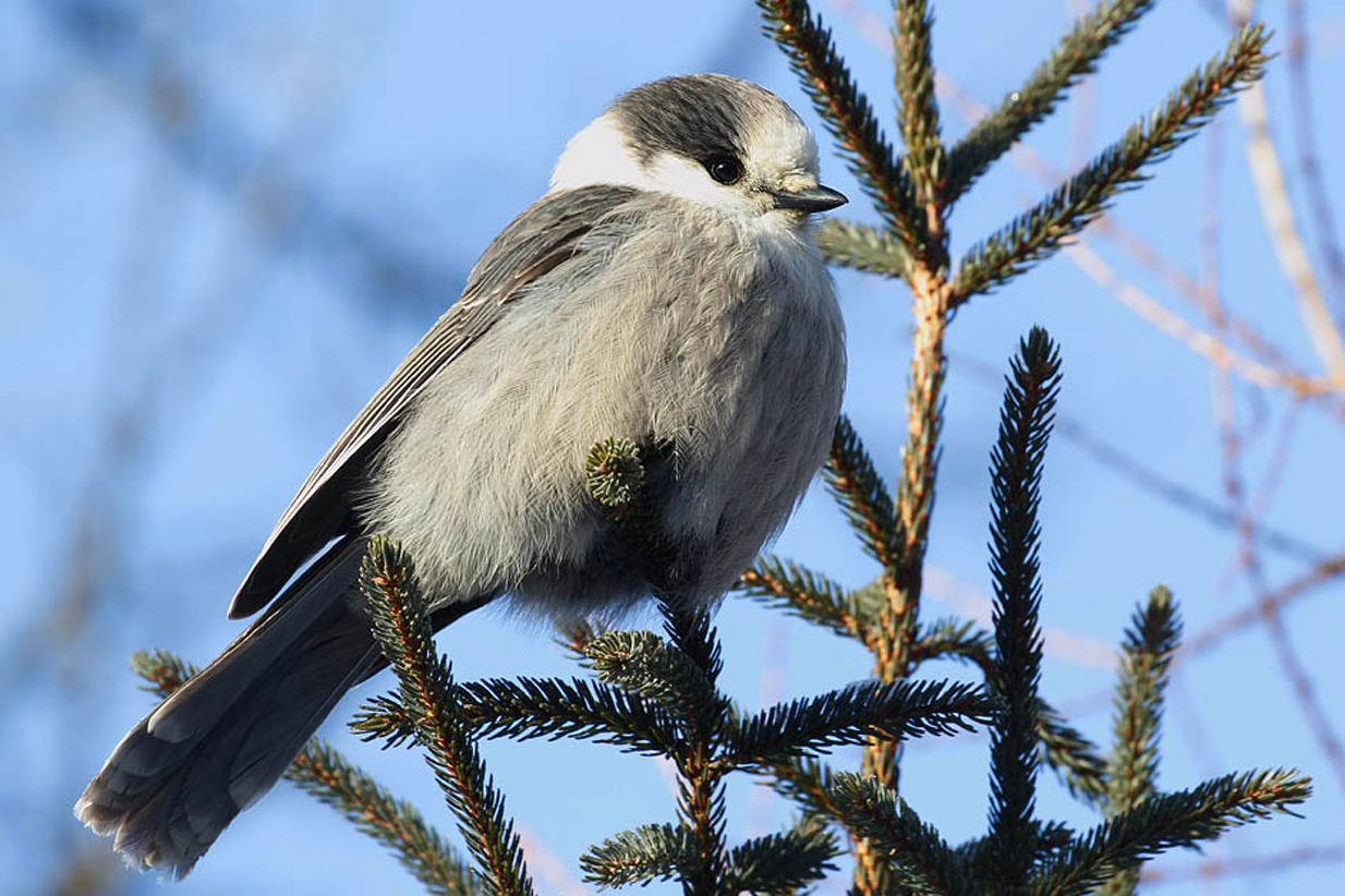 How Bird Populations are Changing in Pimachiowin Aki - Pimachiowin Aki