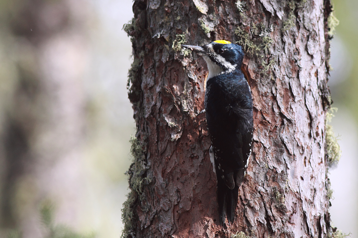 What Birds in Pimachiowin Aki Can Tell Us - Pimachiowin Aki