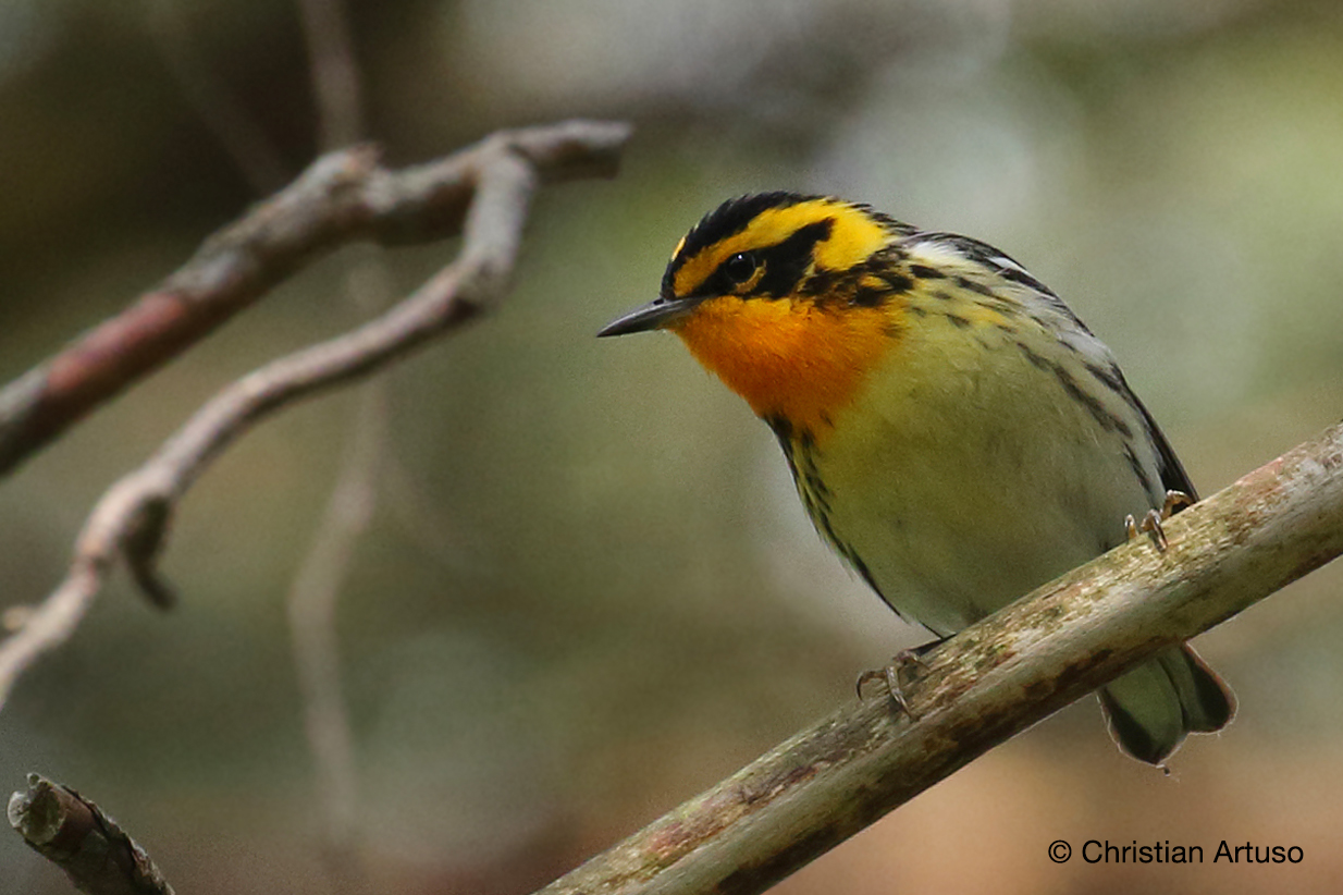 Songmeter Project - First Results Are In - Pimachiowin Aki