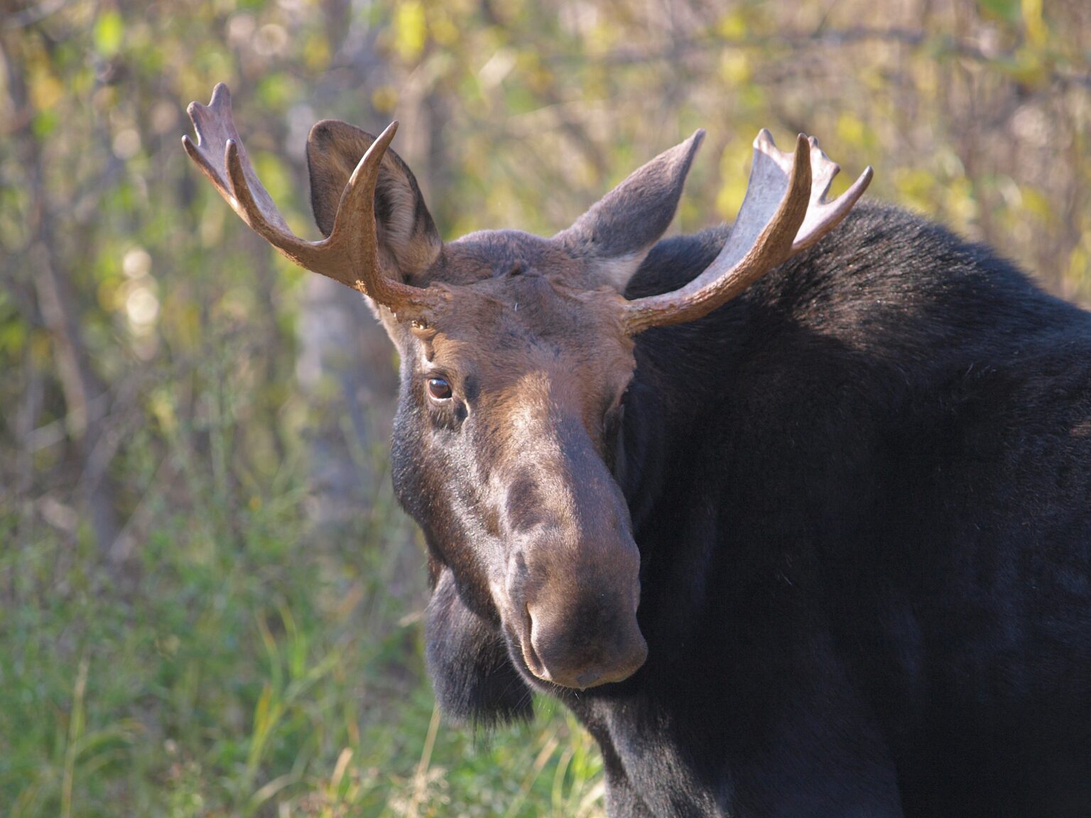 6 Boreal Trees to Identify and Respect This Summer - Pimachiowin Aki