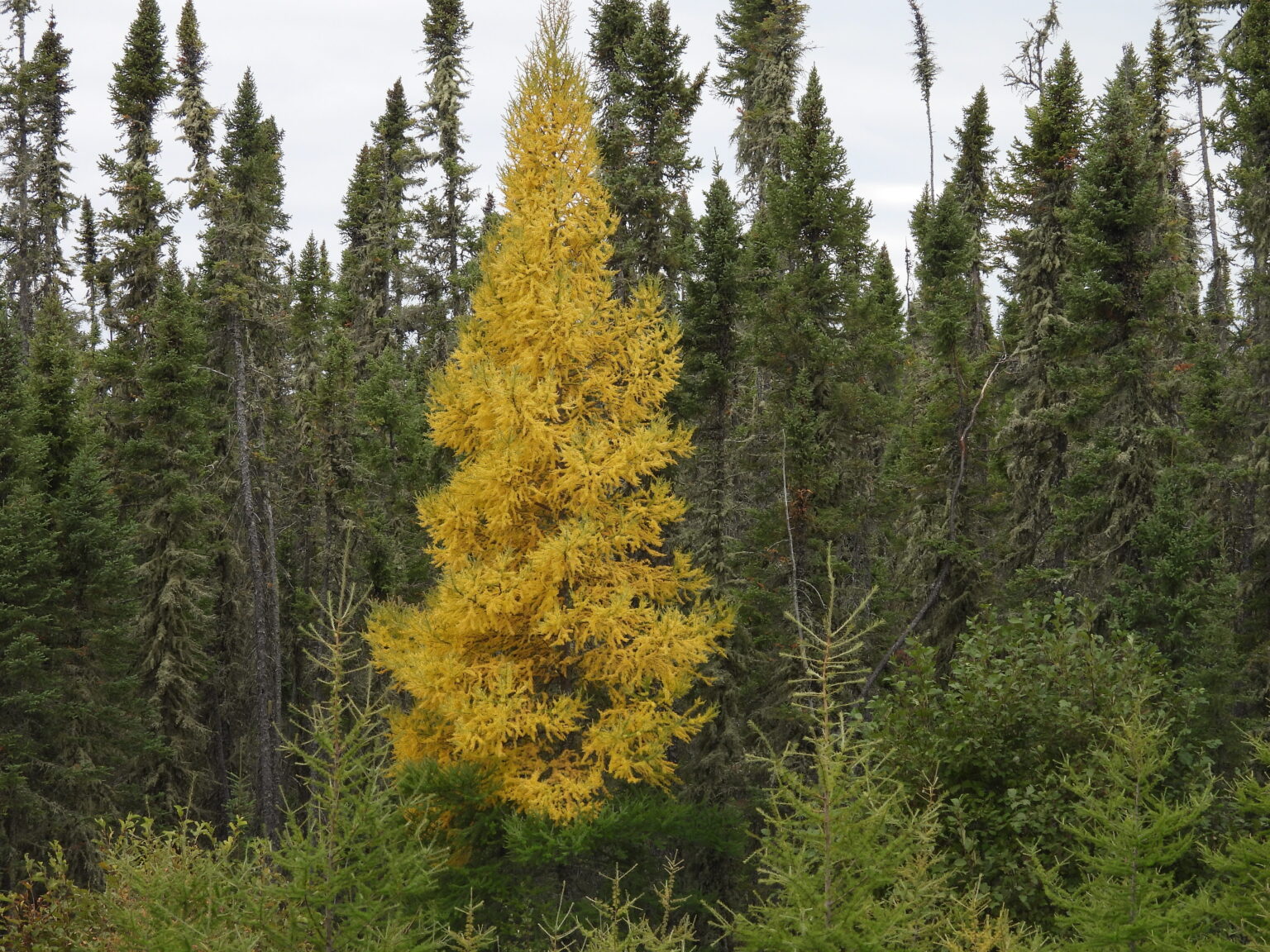 6 Boreal Trees to Identify and Respect This Summer - Pimachiowin Aki