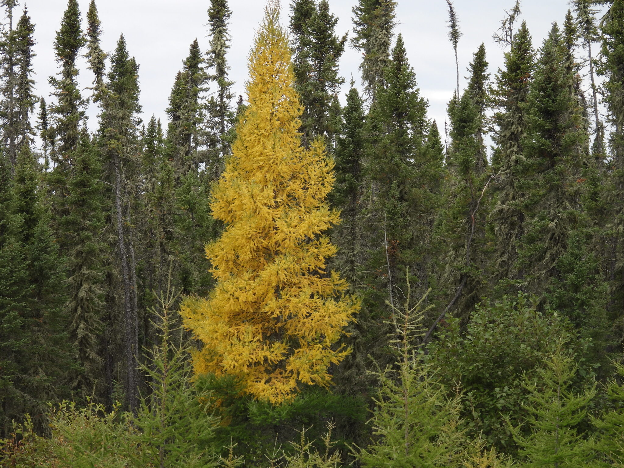 6 Boreal Trees to Identify and Respect This Summer - Pimachiowin Aki