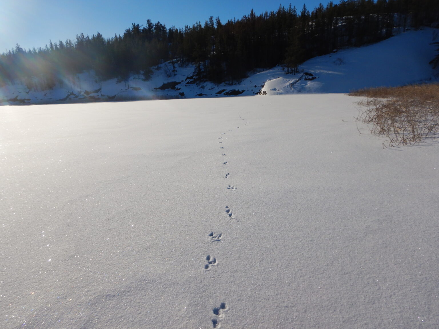 5 Animal Track Patterns to Spot This Winter - Pimachiowin Aki