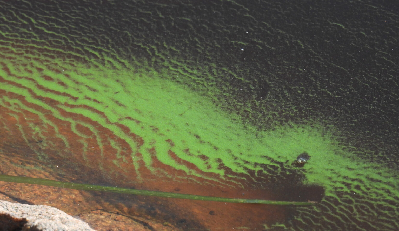 What to Do if You Spot Algae This Summer - Pimachiowin Aki
