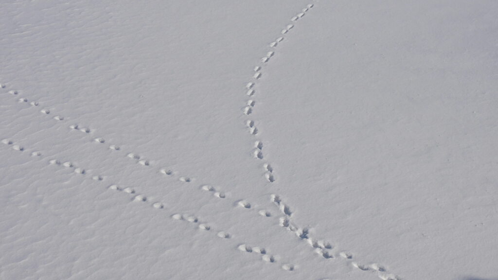 5 Animal Track Patterns to Spot This Winter - Pimachiowin Aki
