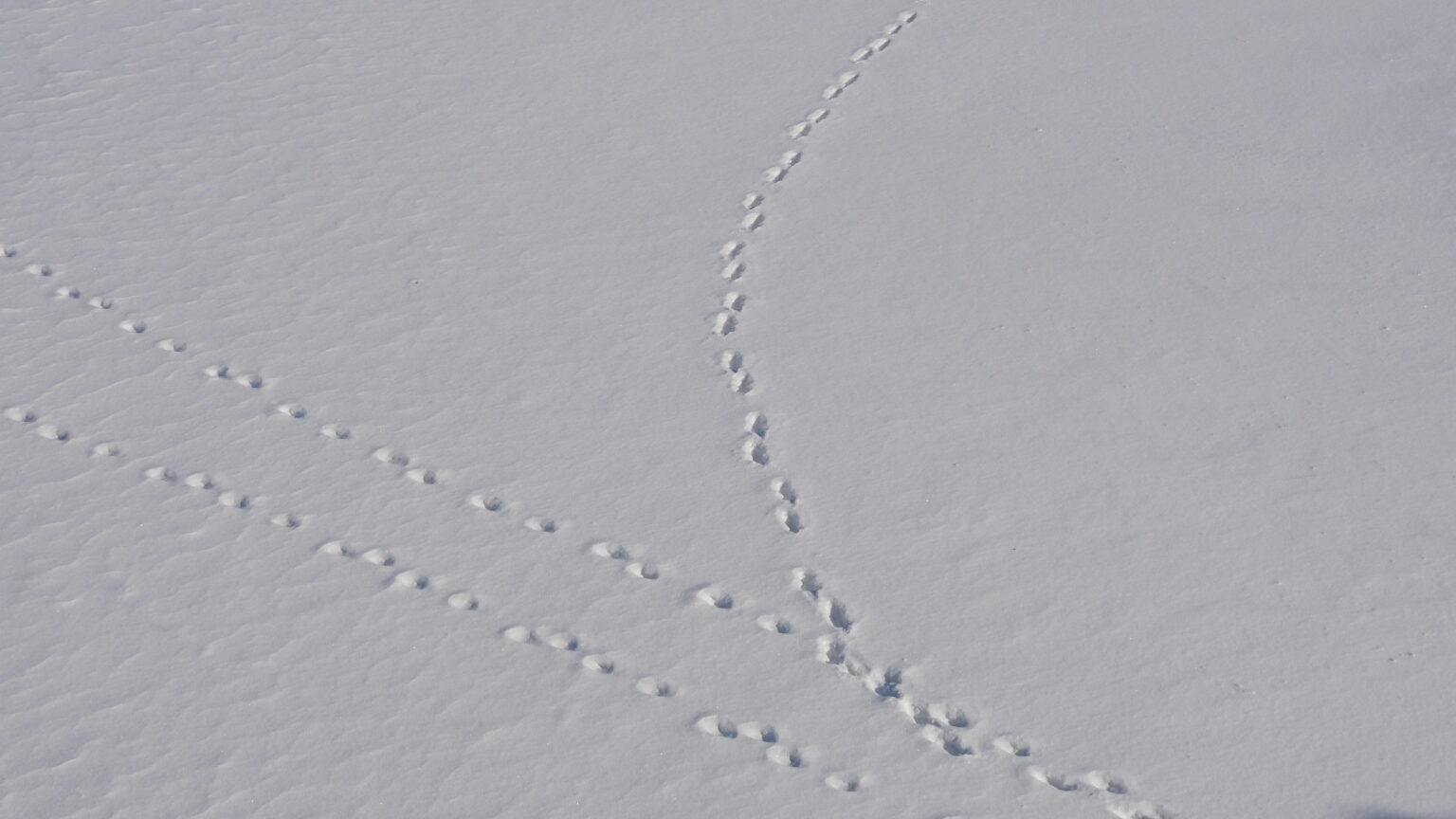 5 Animal Track Patterns to Spot This Winter - Pimachiowin Aki