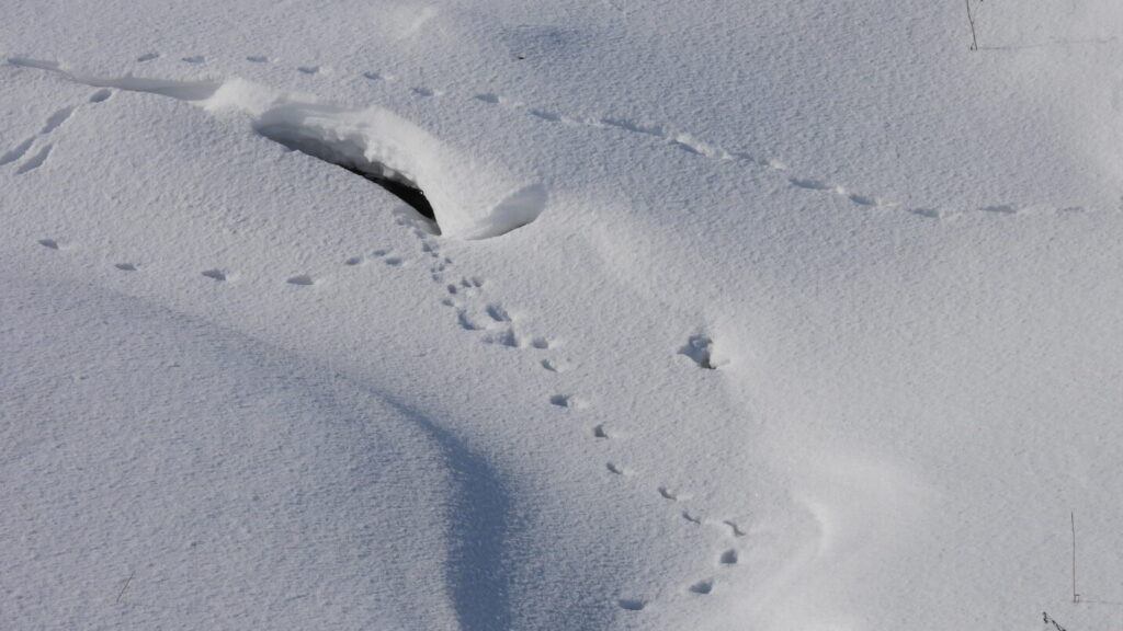 5 Animal Track Patterns to Spot This Winter - Pimachiowin Aki