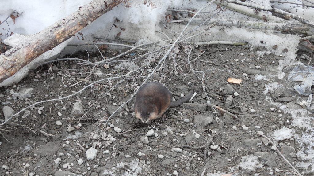 5 Animal Track Patterns to Spot This Winter - Pimachiowin Aki