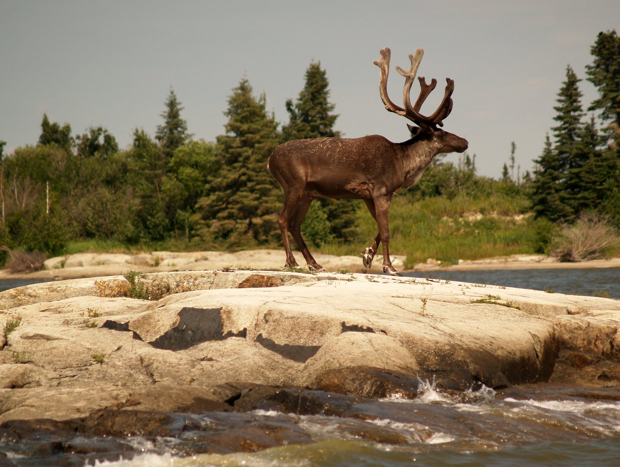 Boreal Woodland Caribou: Fast Facts - Pimachiowin Aki