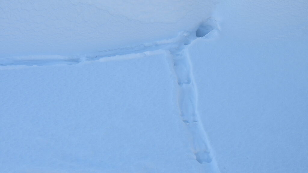 5 Animal Track Patterns to Spot This Winter - Pimachiowin Aki