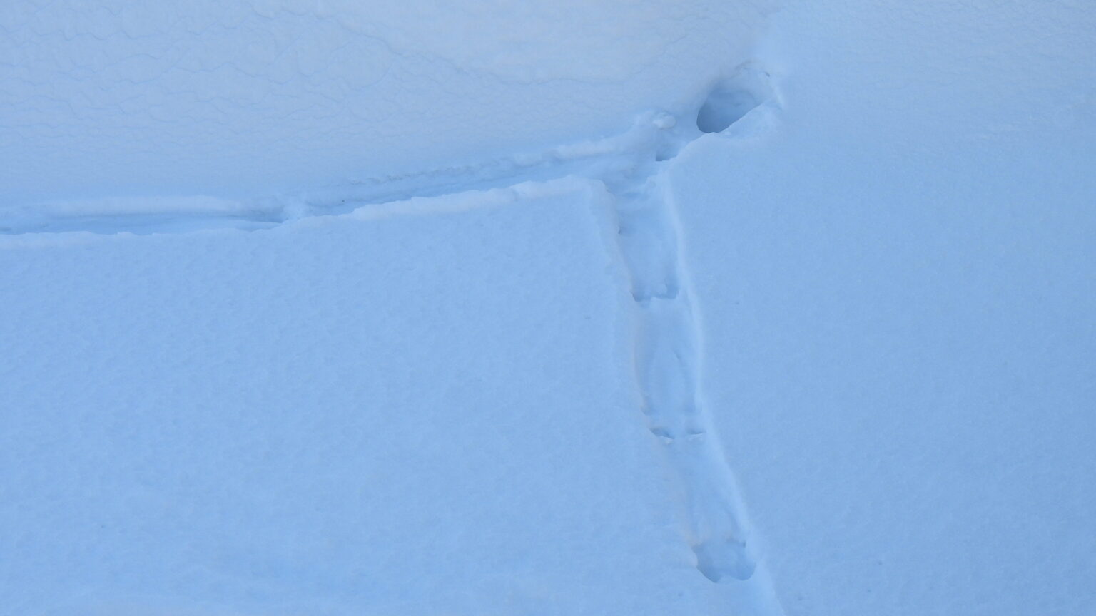 5 Animal Track Patterns to Spot This Winter - Pimachiowin Aki