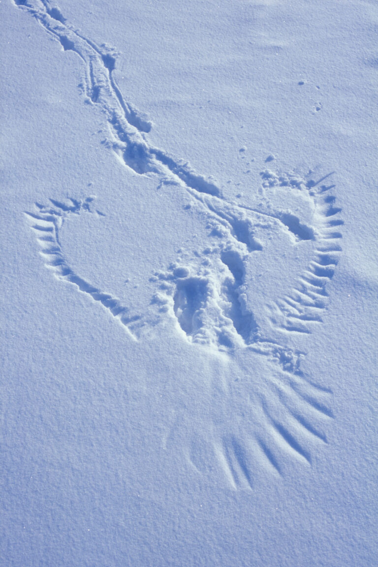 5 Animal Track Patterns to Spot This Winter - Pimachiowin Aki