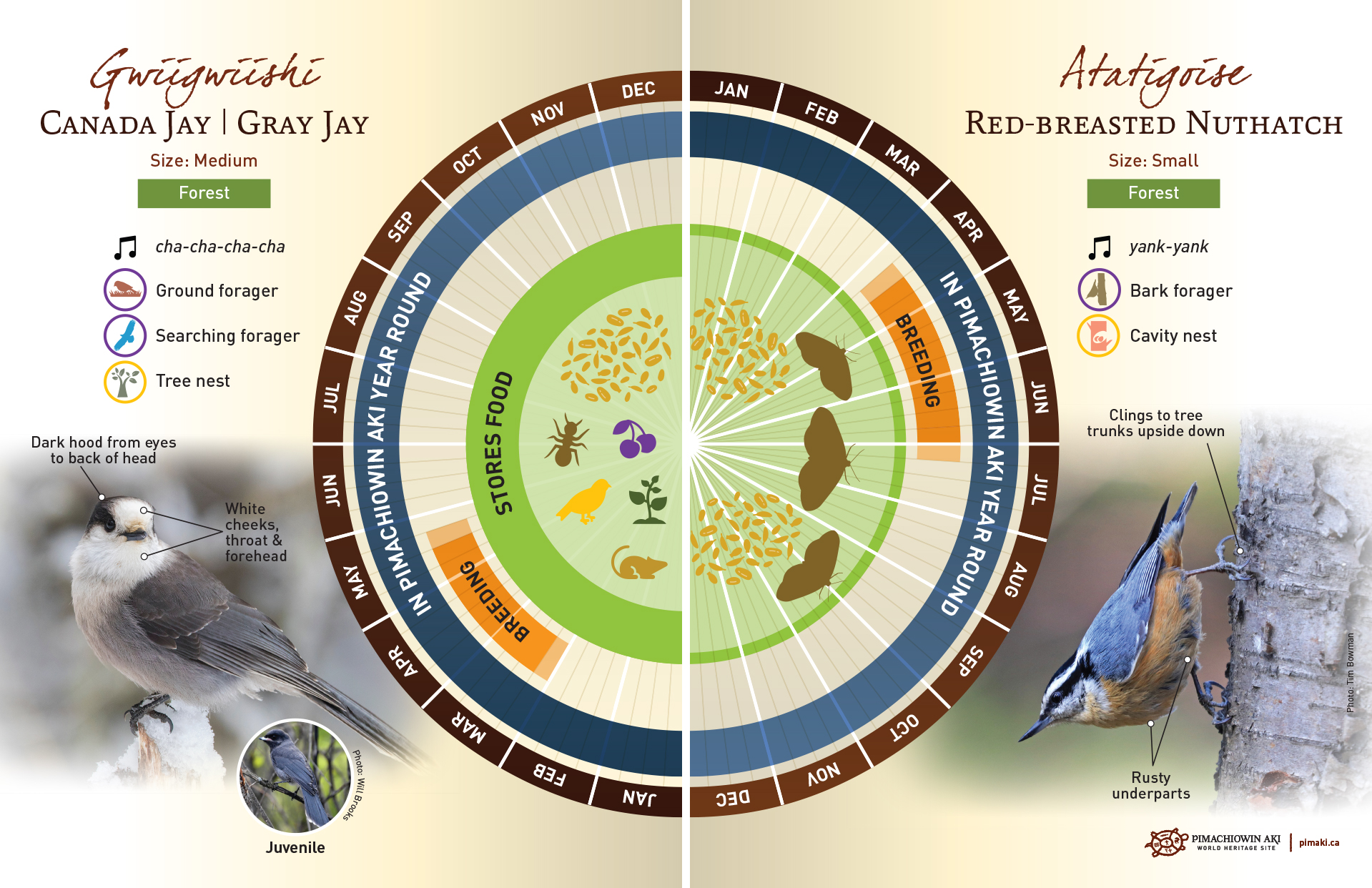 Calendars - Pimachiowin Aki