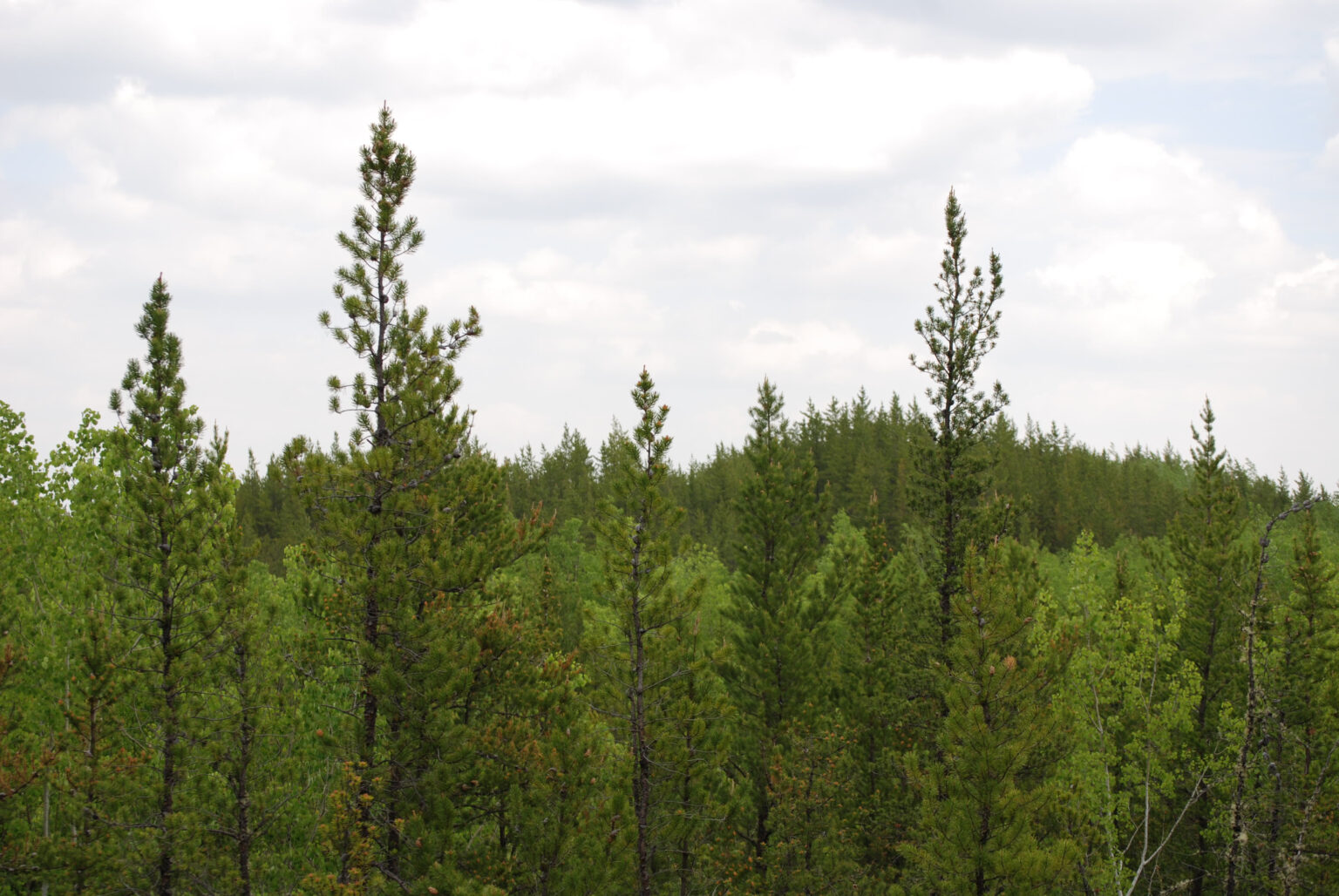 6 Boreal Trees to Identify and Respect This Summer - Pimachiowin Aki