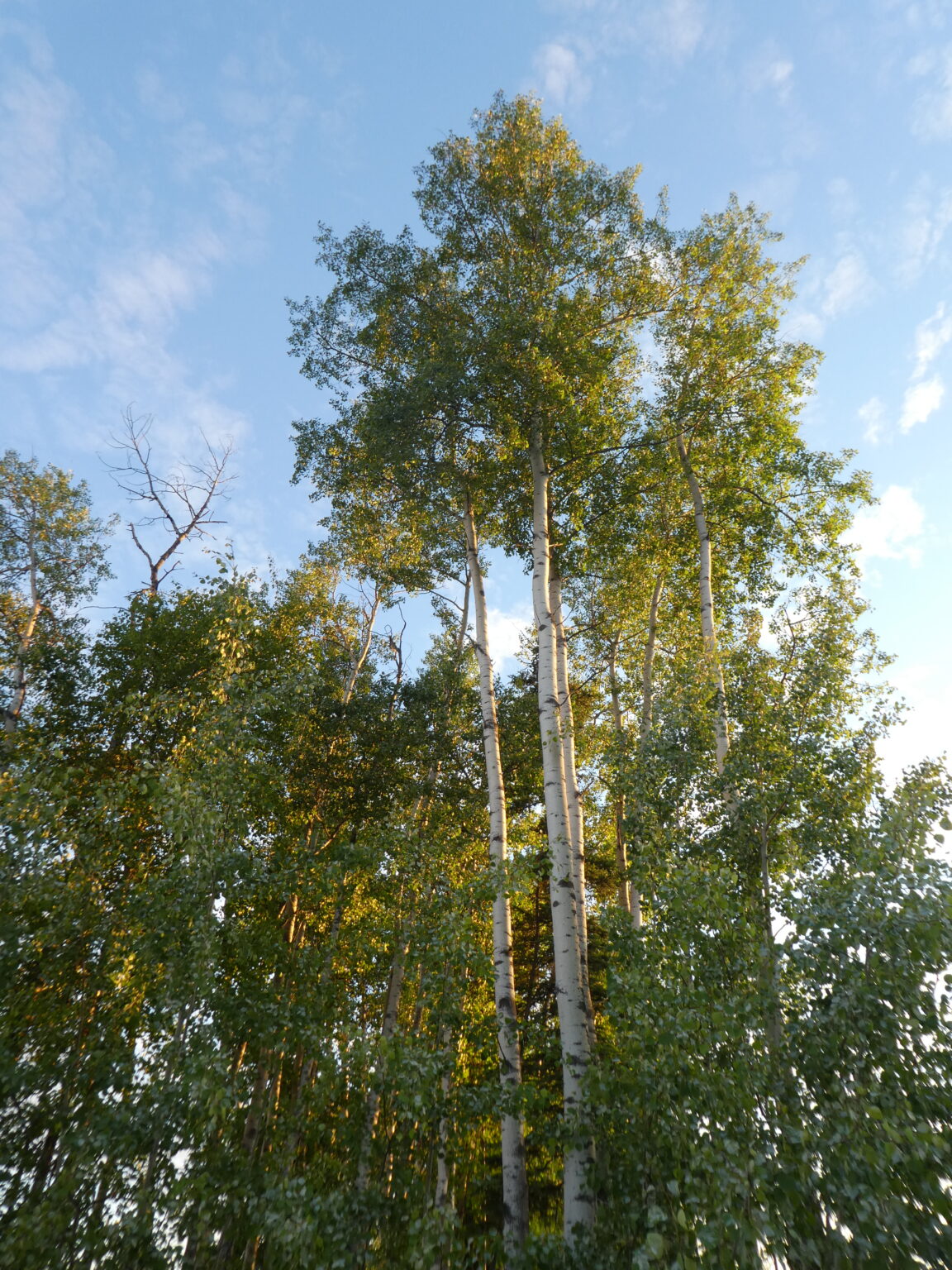 6 Boreal Trees to Identify and Respect This Summer - Pimachiowin Aki