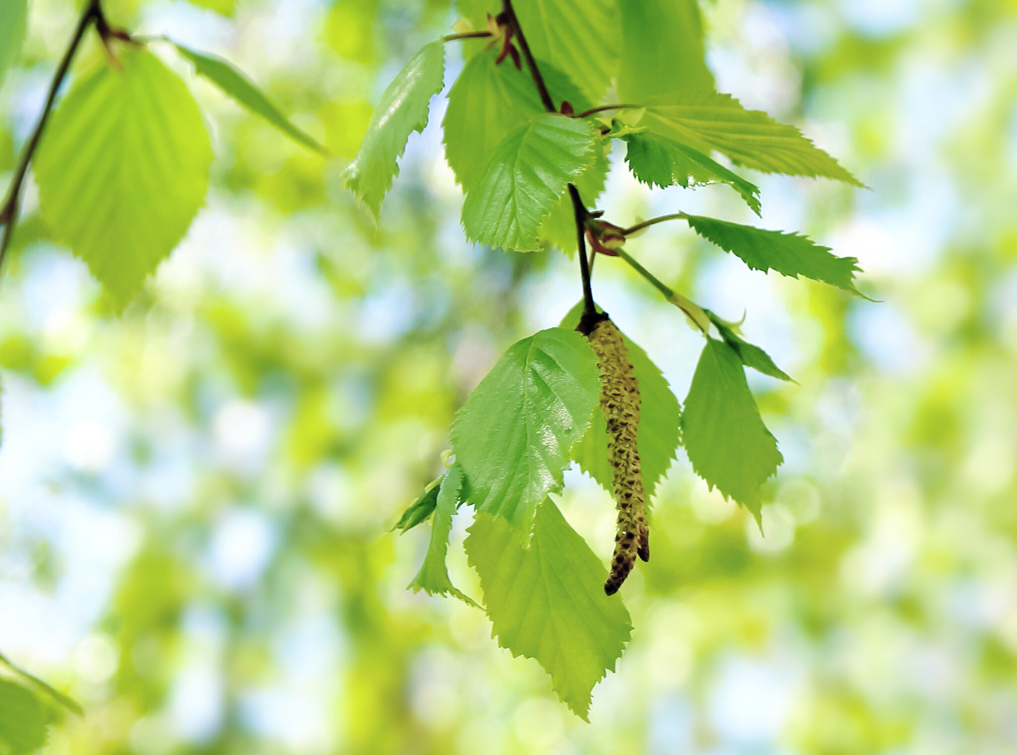 6 Boreal Trees to Identify and Respect This Summer - Pimachiowin Aki