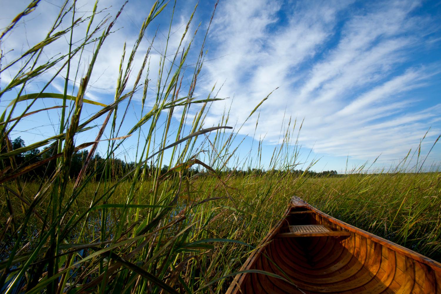 How to Harvest Manoomin (Wild Rice) - Pimachiowin Aki