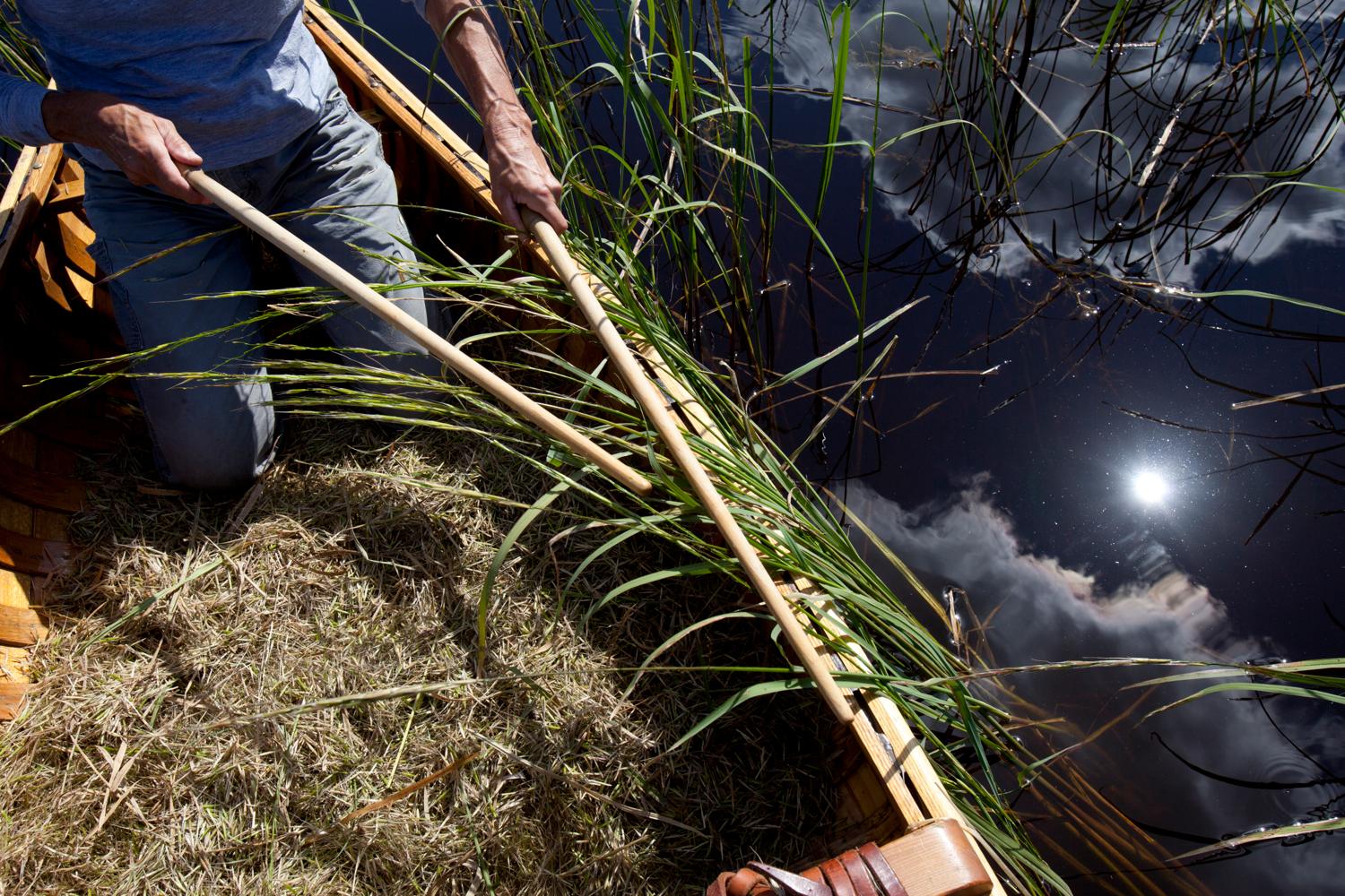 How to Harvest Manoomin (Wild Rice) - Pimachiowin Aki