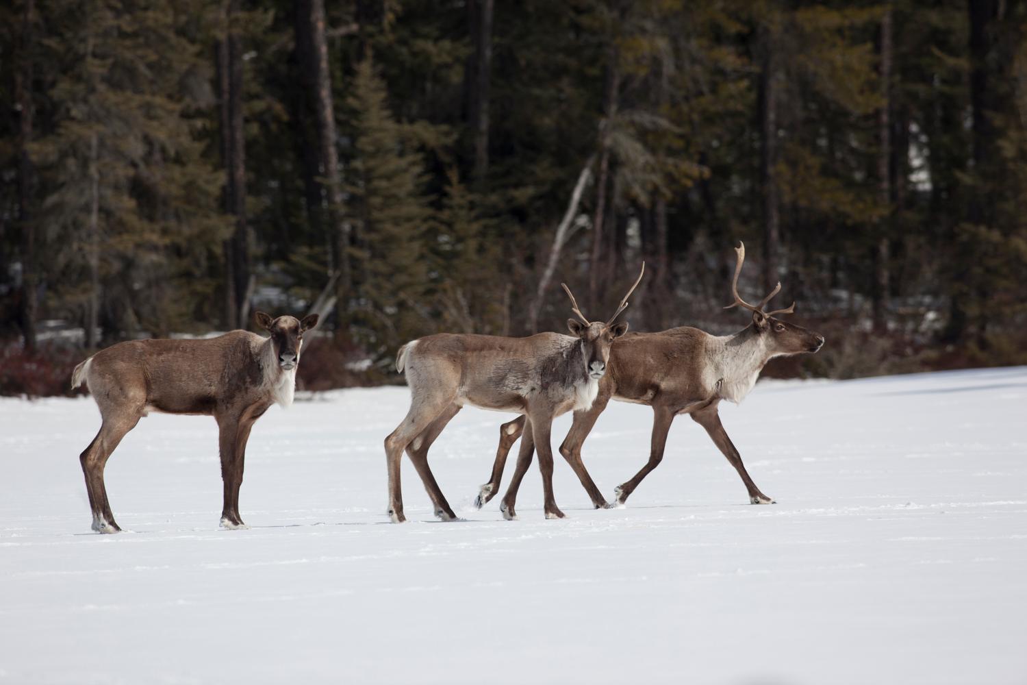 5 Animal Track Patterns to Spot This Winter - Pimachiowin Aki