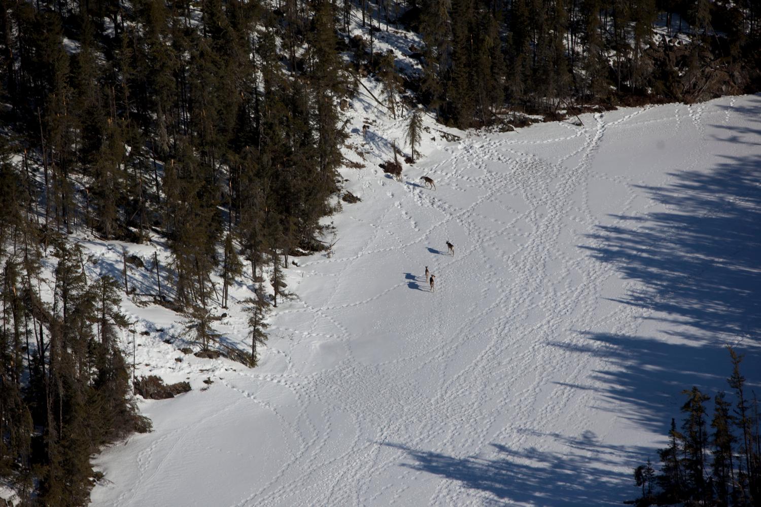5 Animal Track Patterns to Spot This Winter - Pimachiowin Aki