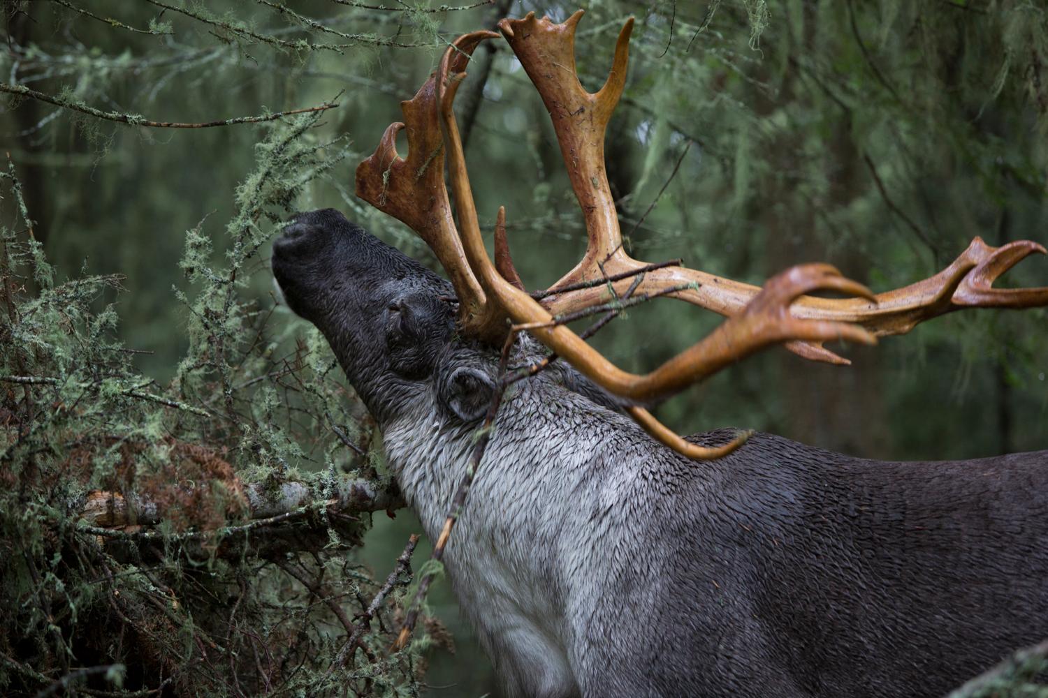 Species of Conservation Concern: Boreal Woodland Caribou - Pimachiowin Aki